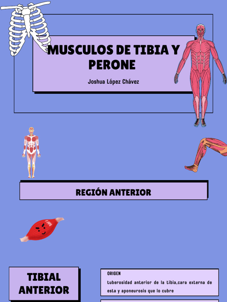 Músculos de la tibia y peroné | PDF | Pie | Anatomía humana