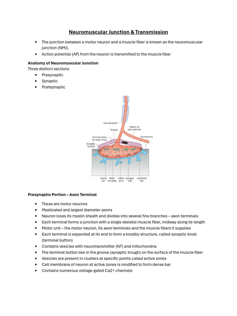 Neuromuscular Junction SGMCMBBS24 Batch CAMUnotes | PDF | Neuromuscular ...