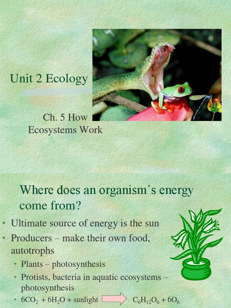 CH 5 How Ecosystems Work | PDF | Food Web | Ecosystem