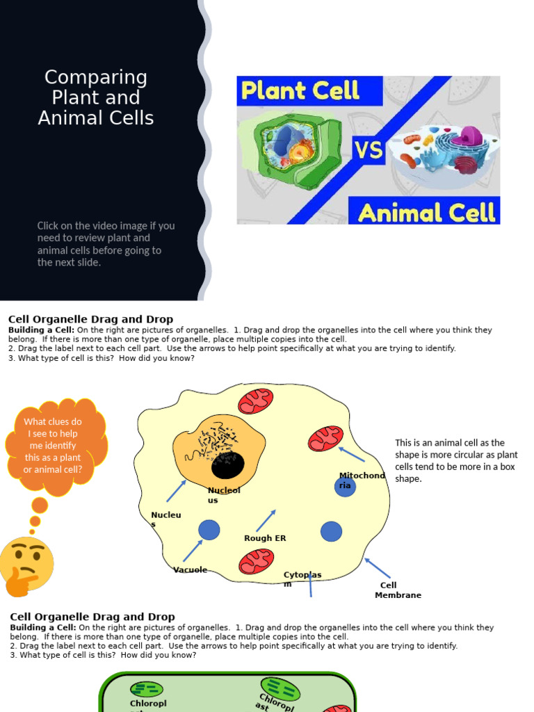 Plant and Animal Cell Drag and Drop LS.2b (1) - 1 | PDF | Cell (Biology ...