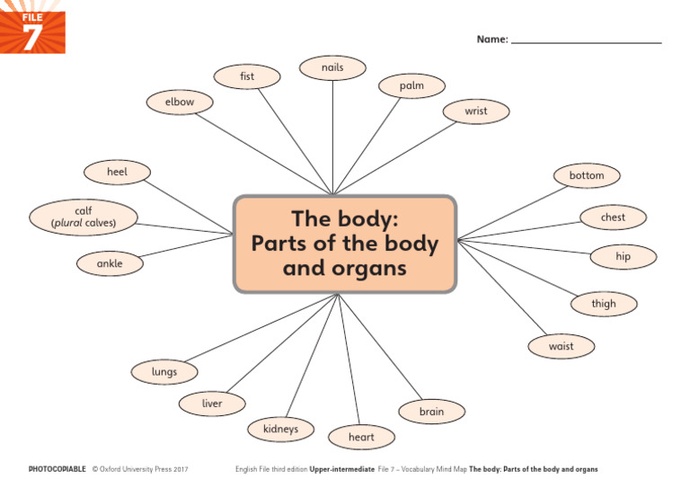 File 7_Vocab_The Body_Parts of the Body and Organs_Complete | PDF