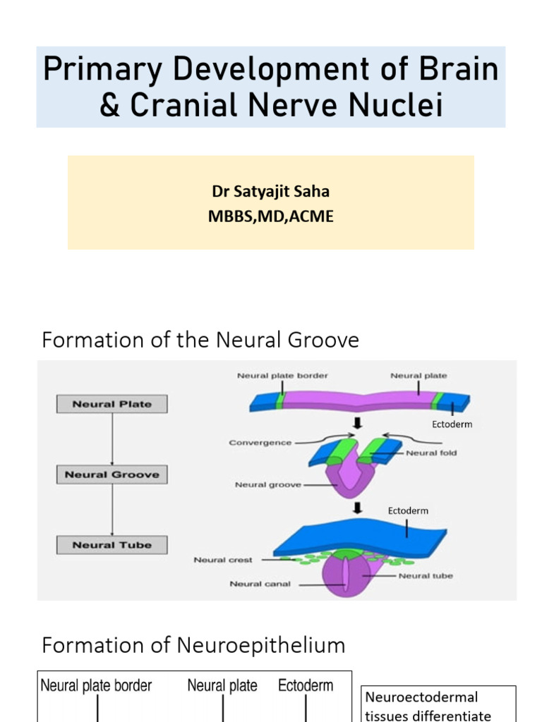 Cranial Nerve Nuclei Brain Stem Tracts | PDF | Spinal Cord | Brainstem