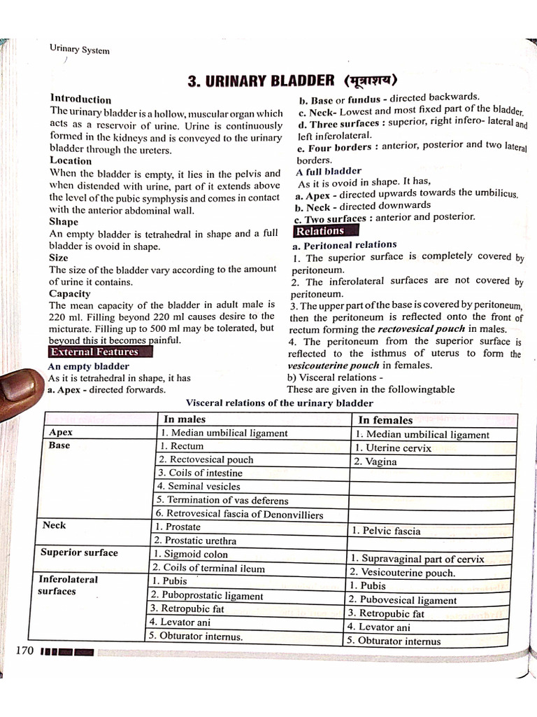 Bladder | PDF