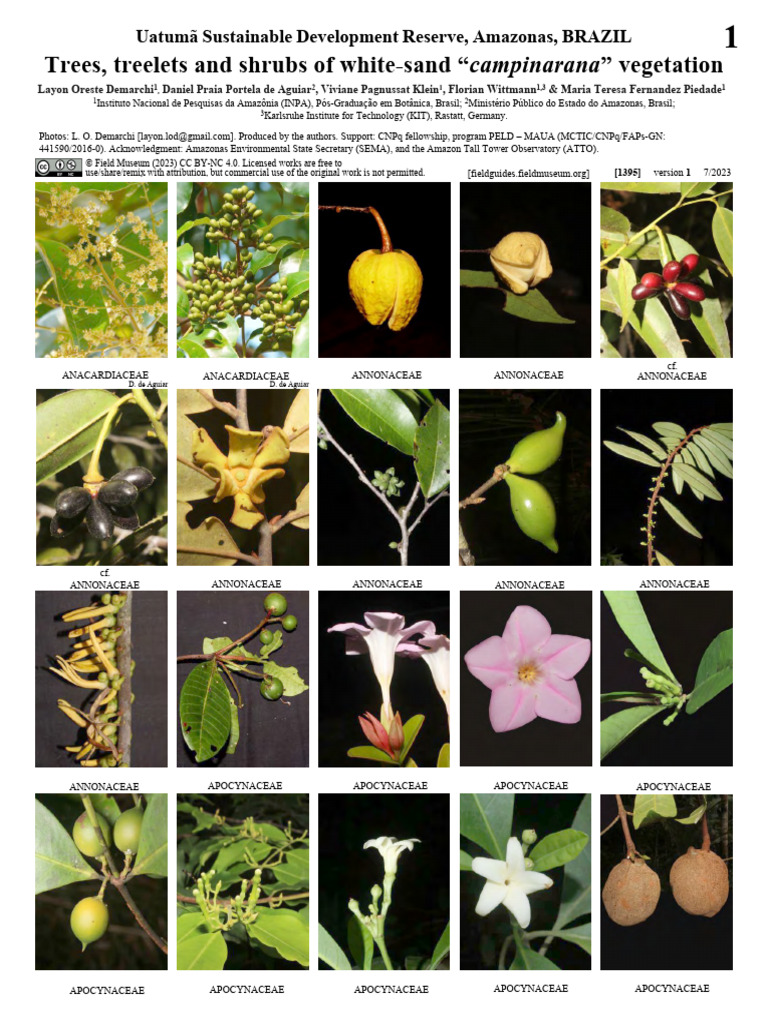 BRAZIL_Trees treelets and shrubs of campinarana_Uatuma Reserve_0 | PDF ...