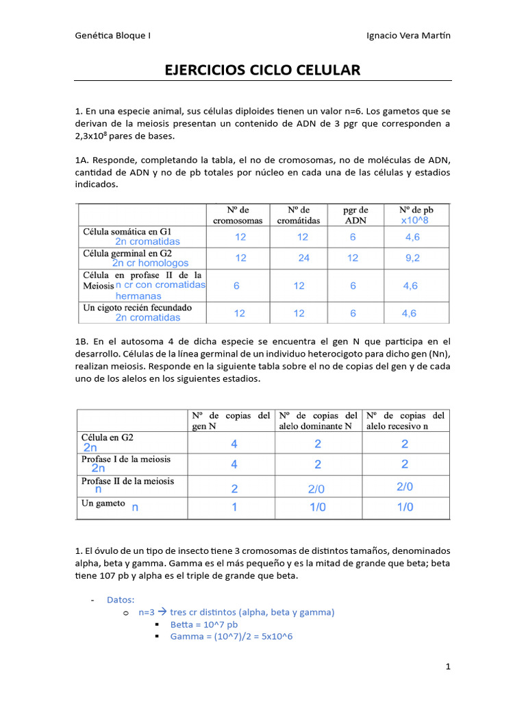 Ejercicios - Ciclo Celular | PDF | Mitosis | Cigosidad