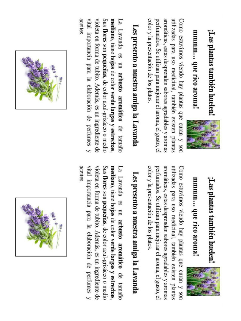 La Lavanda | PDF