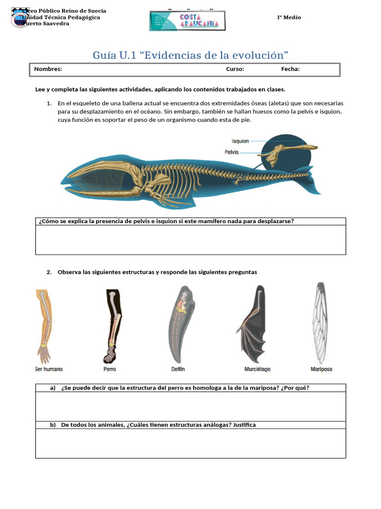 Guia Evidencias de La Evolucion | PDF