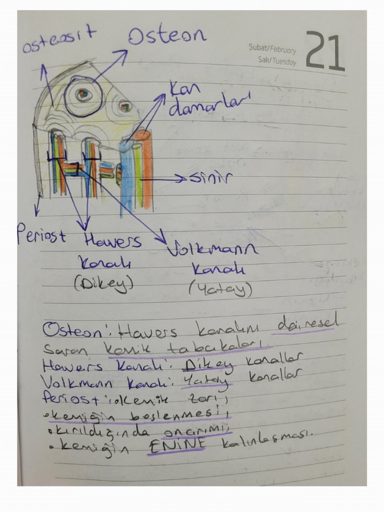 Kemik Yapısı Ayt Biyo Not - 250609 - 221836 | PDF