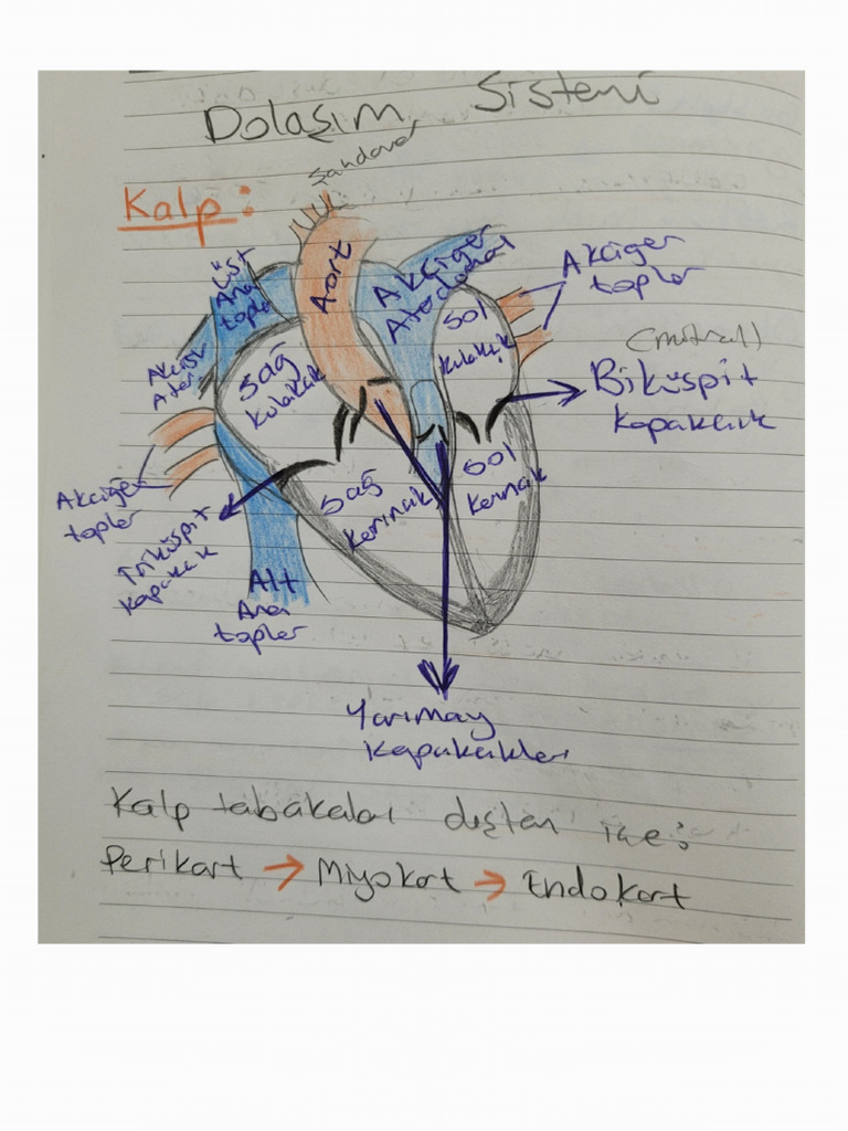 Kalp Yapısı Ayt Biyo Not - 250609 - 221859 | PDF