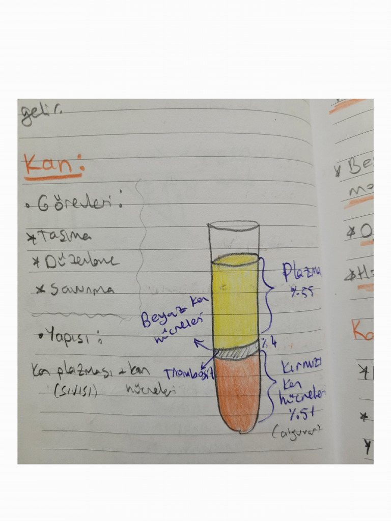 Kan görevleri ve yapısı ayt biyo not_250609_221815 | PDF