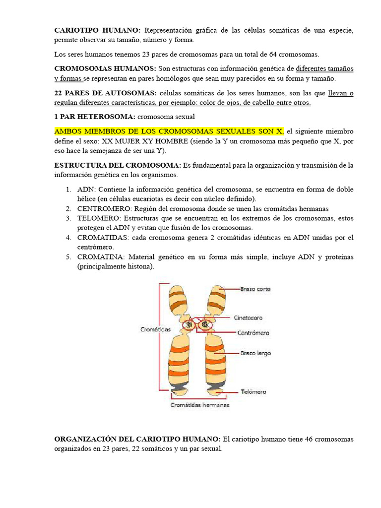 Cariotipo Humano | PDF | Cromosoma | Cariotipo