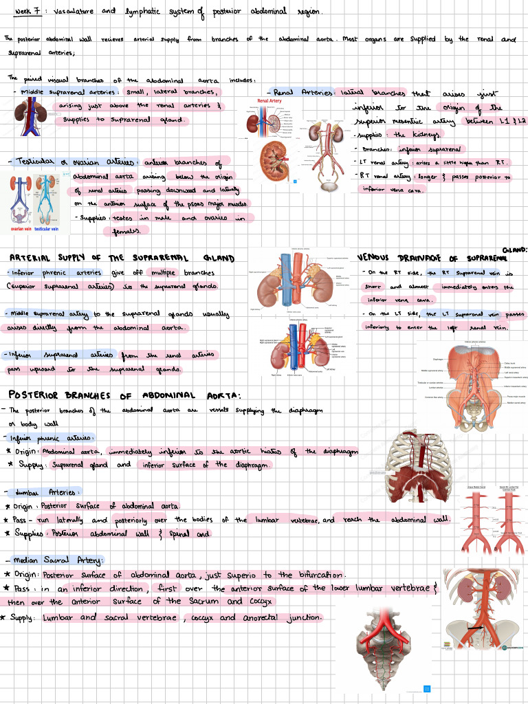 Anatomy | PDF
