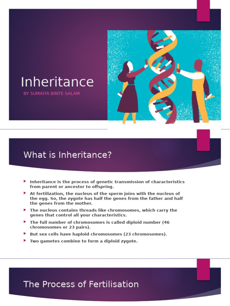 Class VIII Biology Inheritance | PDF | Dominance (Genetics) | Genotype