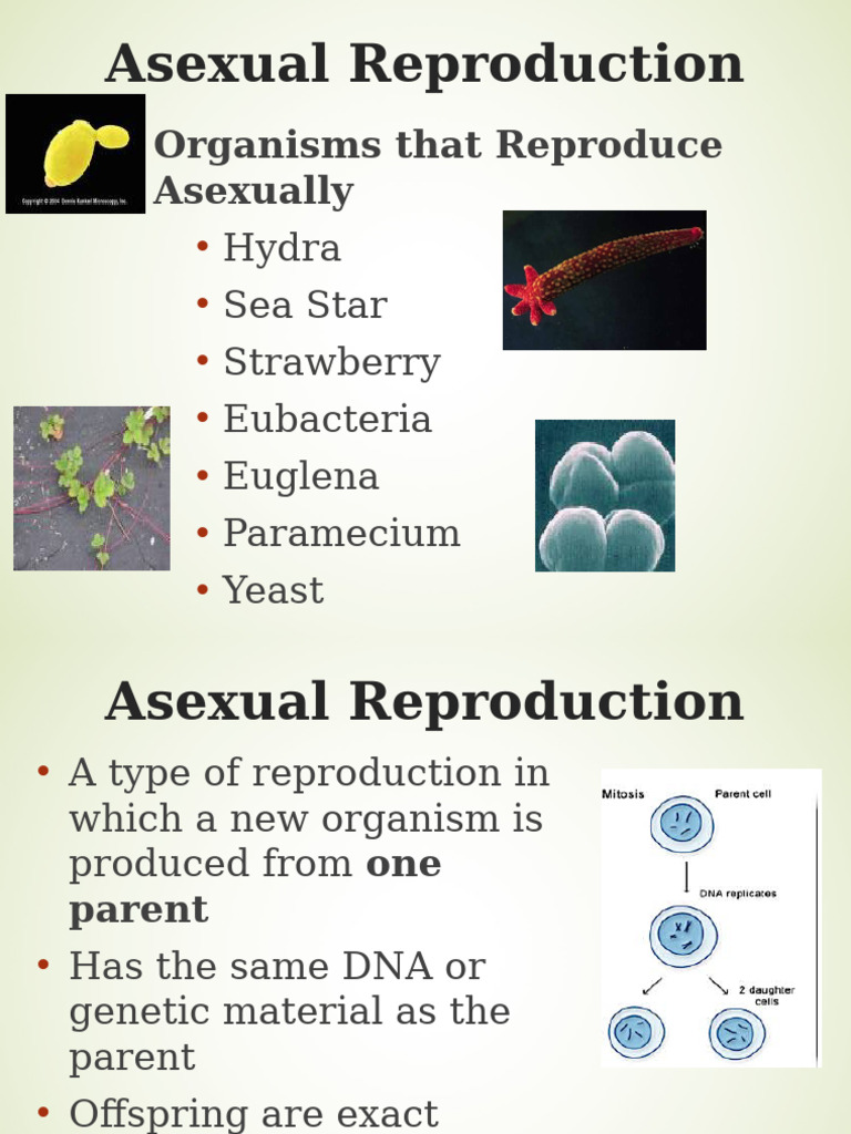 Asexual and Sexual Reproduction Power Point | PDF | Reproduction | Flowers