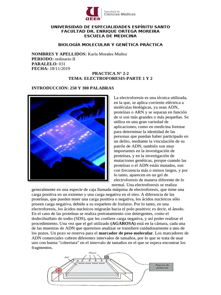 PRÁCTICA 2-2 Electroforésis | PDF | Electroforesis | Biología Molecular