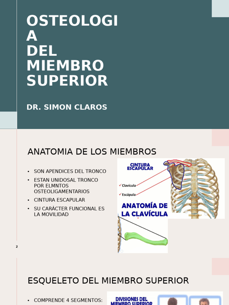 Vértice de la Escápula en Anatomía | PDF | Sistema musculoesquelético ...
