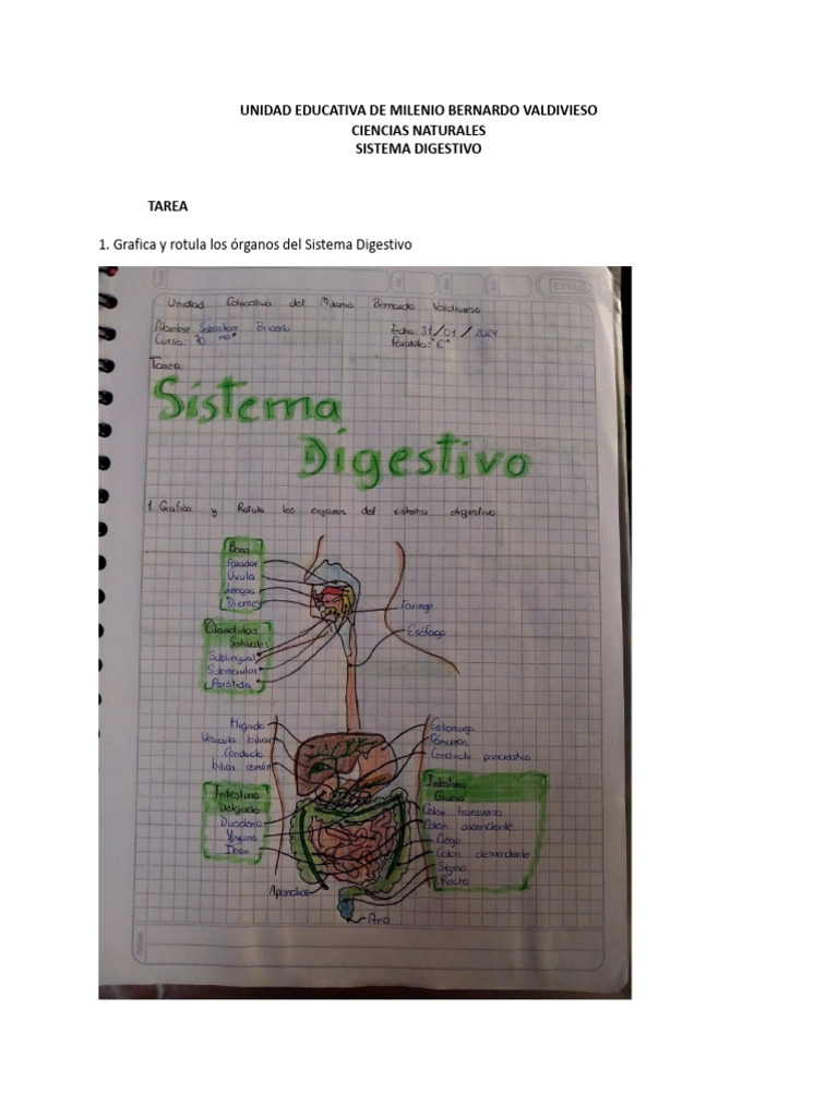 Ciencias Naturales Tarea Sistema Digestivo | PDF