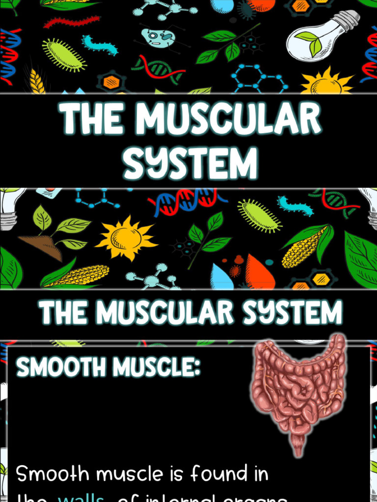 Muscular System Slide Show TPT | PDF
