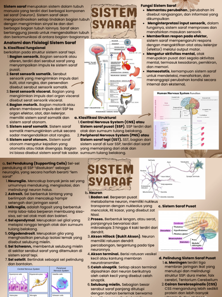 Mind Map-Annisa Mardhatillah-22032051 - Sistem Syaraf | PDF