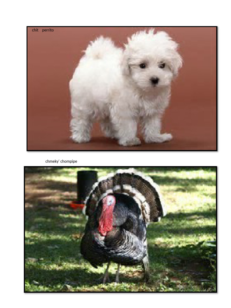 10 Animales 2xhoja en Mam | PDF