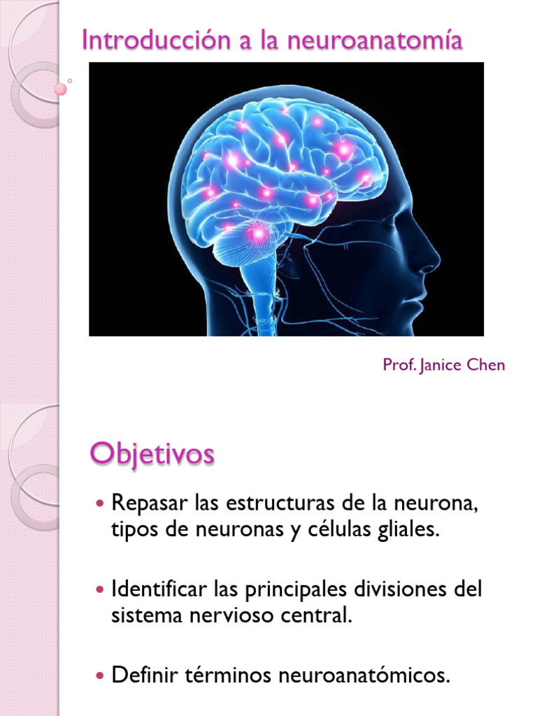 Introducción a la Neuroanatomía Básica | PDF | Sistema nervioso | Neurona