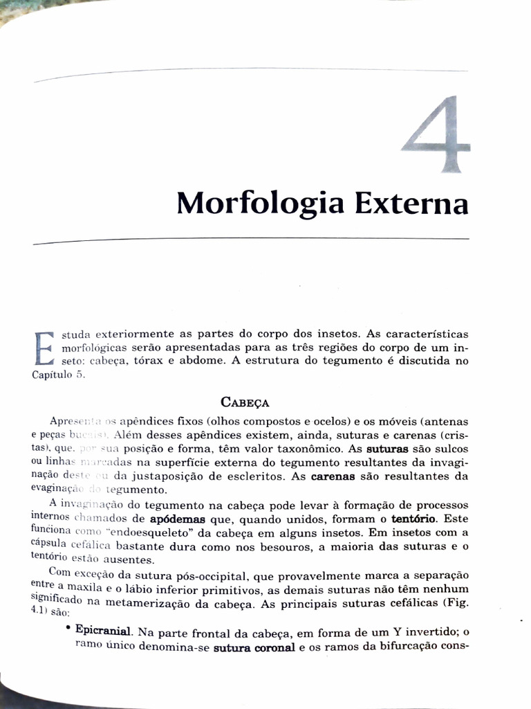 Morfologia da Cabeça dos Insetos | PDF | Insetos | Boca