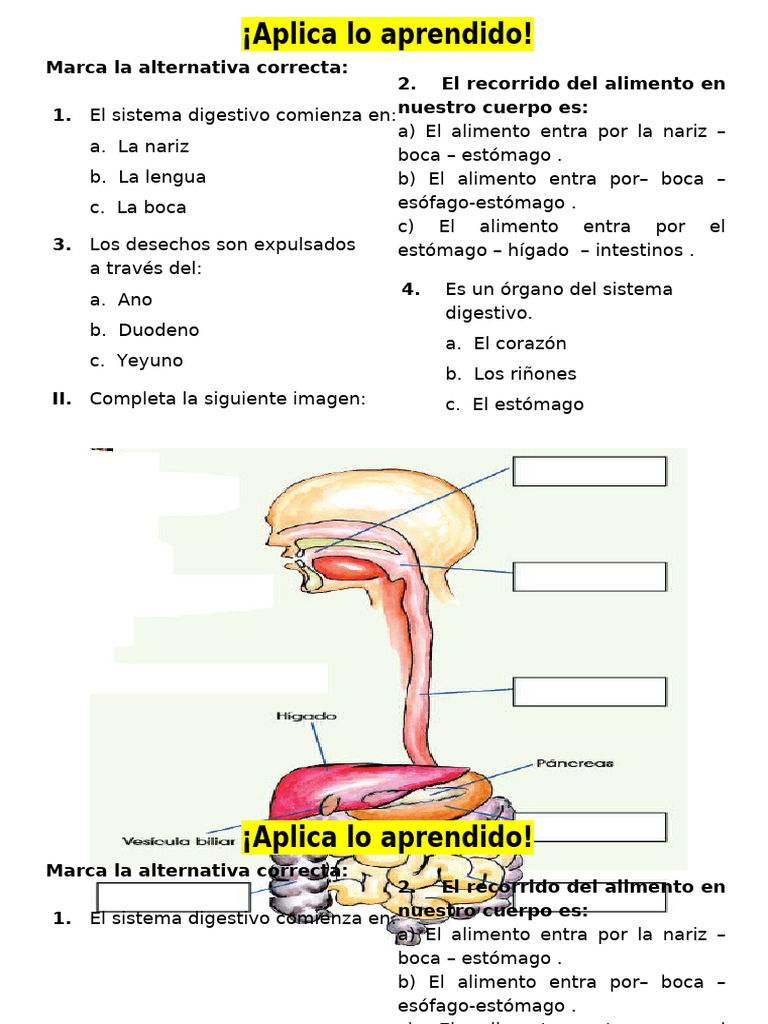 Ficha de Sistema Digestivo | PDF
