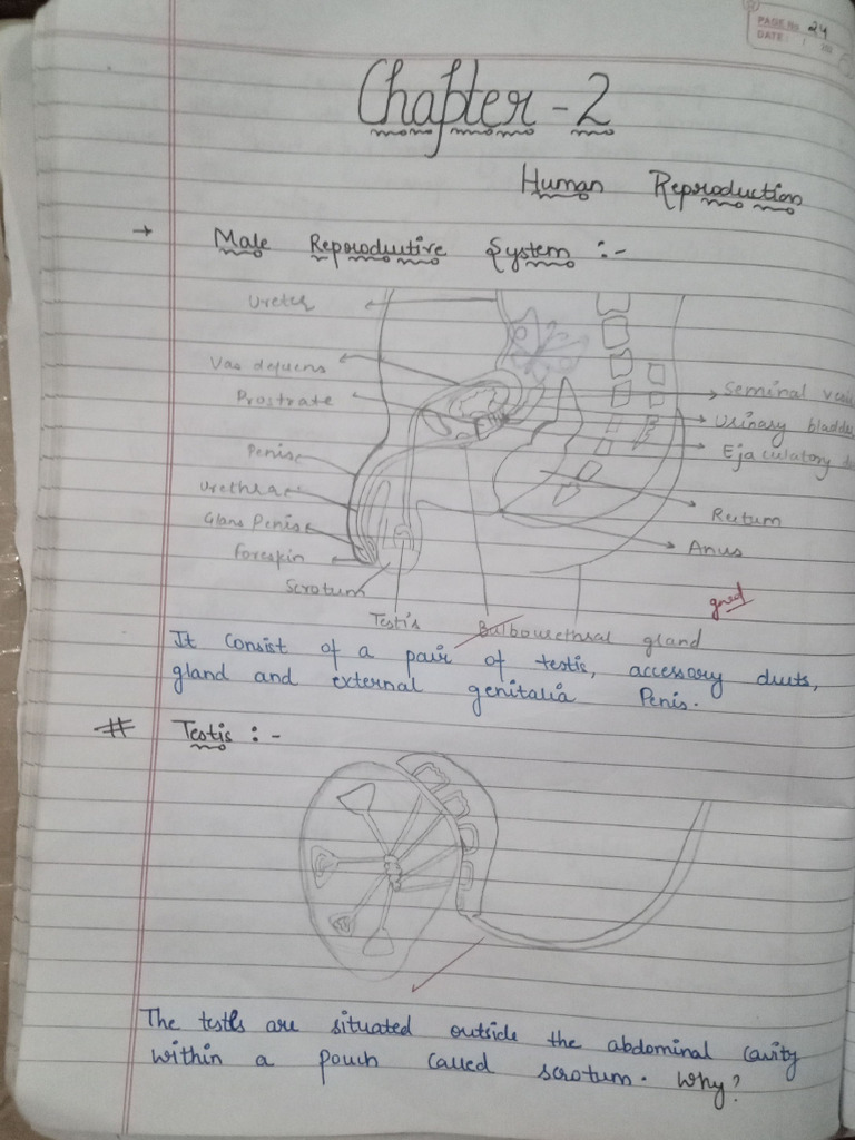 Human Reproduction | PDF