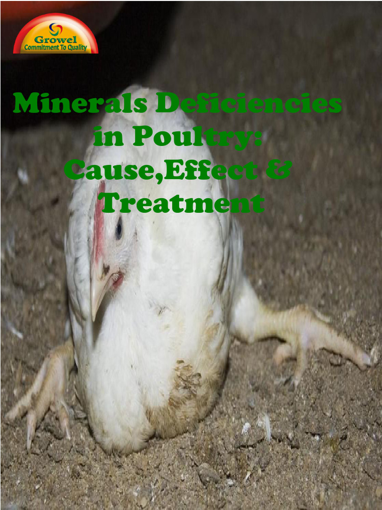 Poultry Mineral Deficiencies: Causes & Solutions | PDF | Bone | Vitamin