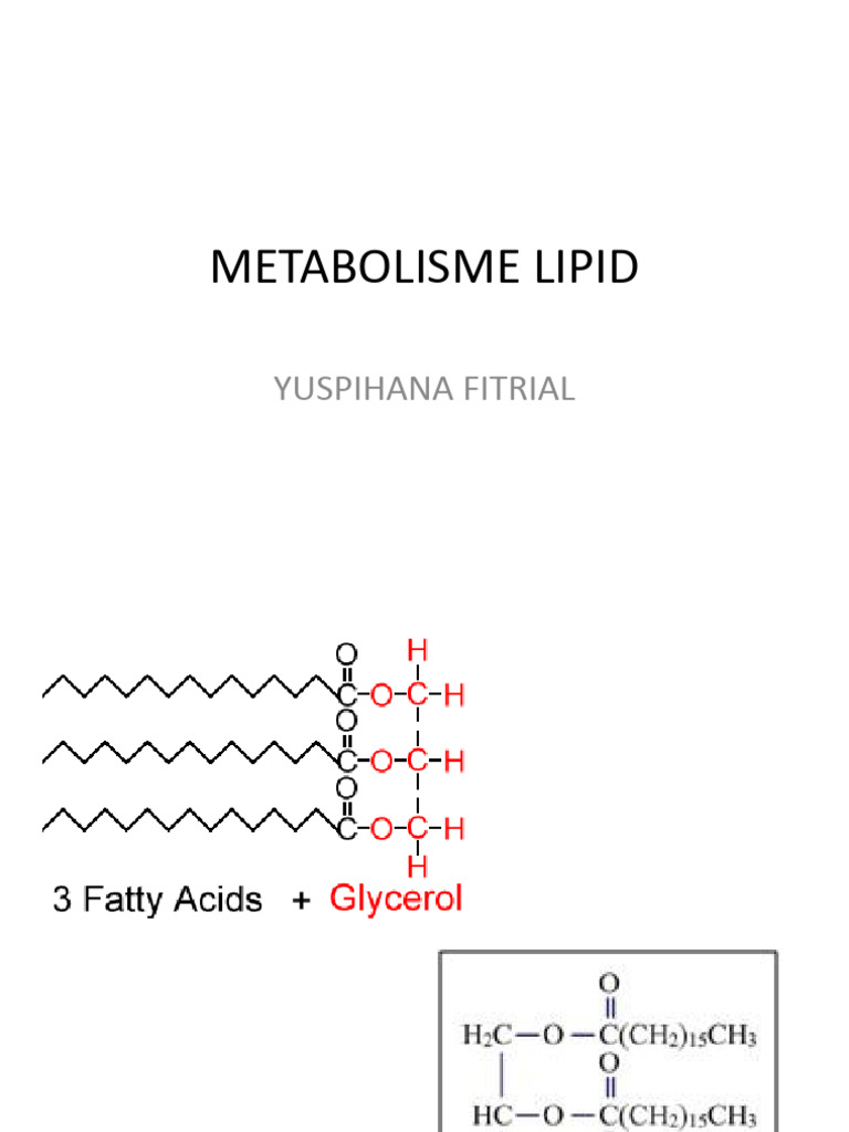 Kuliah-Metabolisme Lipid | PDF | Lipoprotein | Fatty Acid
