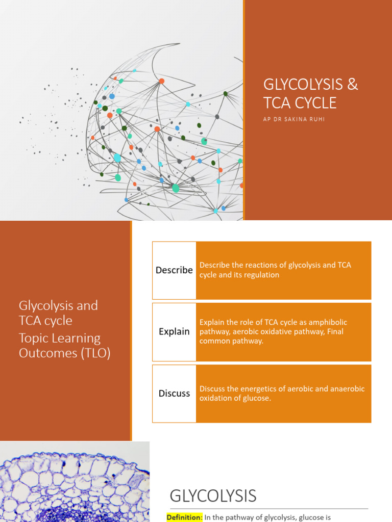 L17 Glycolysis & TCA Cycle | PDF | Glycolysis | Diet & Nutrition