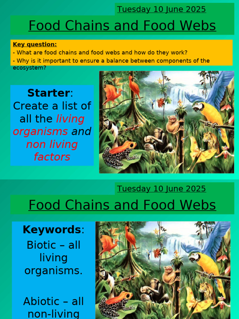 Understanding Food Chains and Webs | PDF | Foods | Food Web