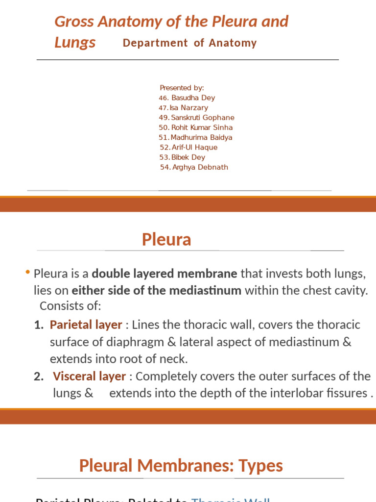 Gross Anatomy of The Pleura and Lungs.2 | PDF | Lung | Vein