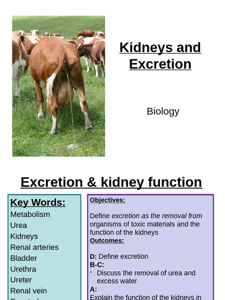 Excretion and Kidneys | PDF | Kidney | Excretion