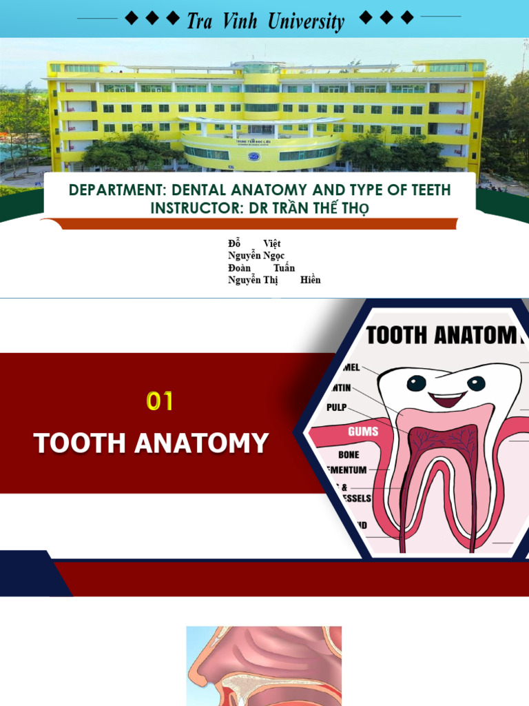 Dental Anatomy and Types of Teeth | PDF | Dental Anatomy | Tooth