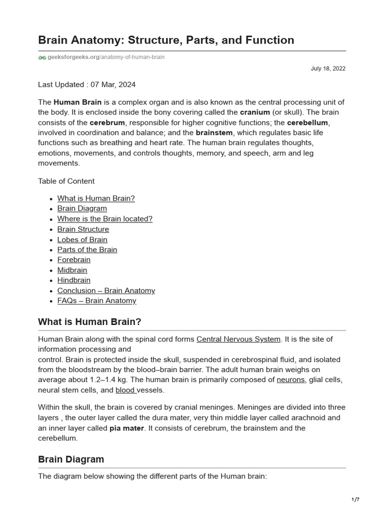 Brain Anatomy Structure Parts and Function | PDF | Human Brain | Brain