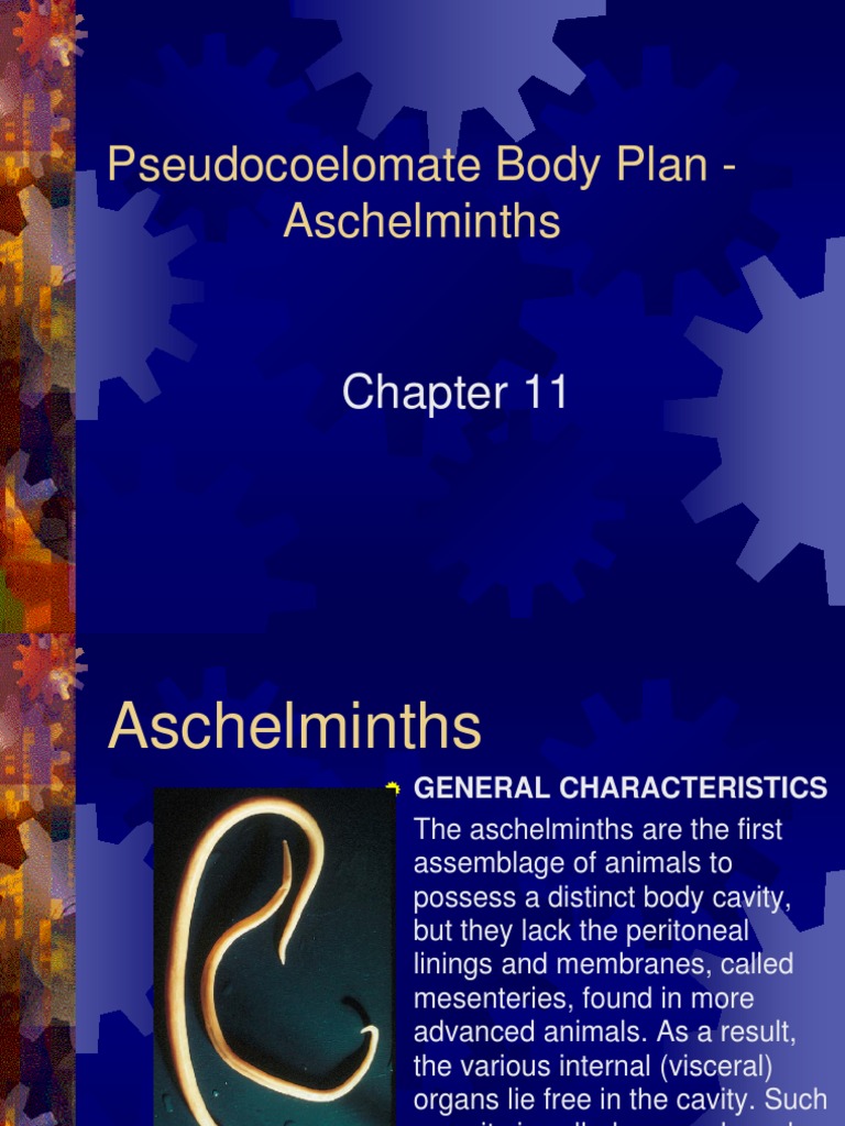 Chapter 11 Pseudocoelomate Body Plan Student | PDF | Nematode | Zoology