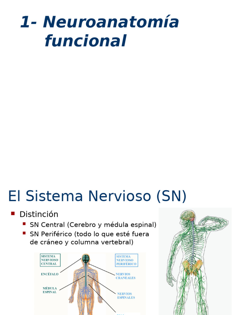 Tema 1 Neuroanatomia Funcional | PDF | Cerebro | Corteza cerebral