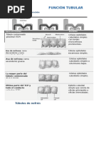 Función del túbulo contorneado distal | PDF | Riñón | Biología Celular