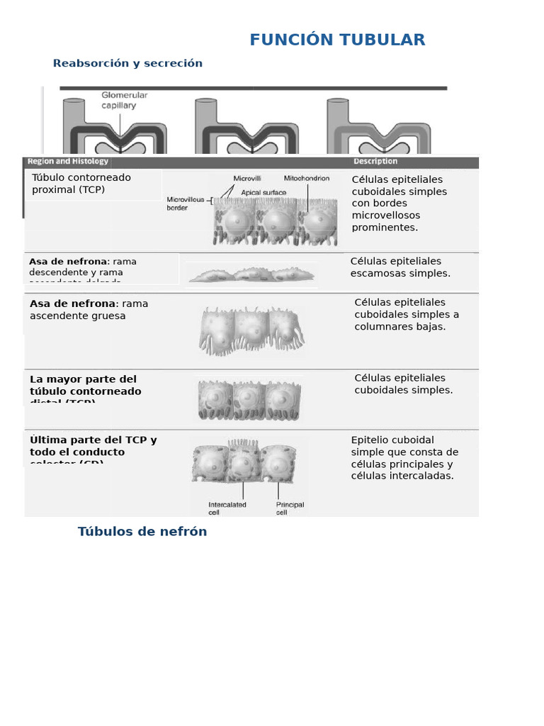 Funciones de Reabsorción en Túbulos Renales | PDF | Riñón