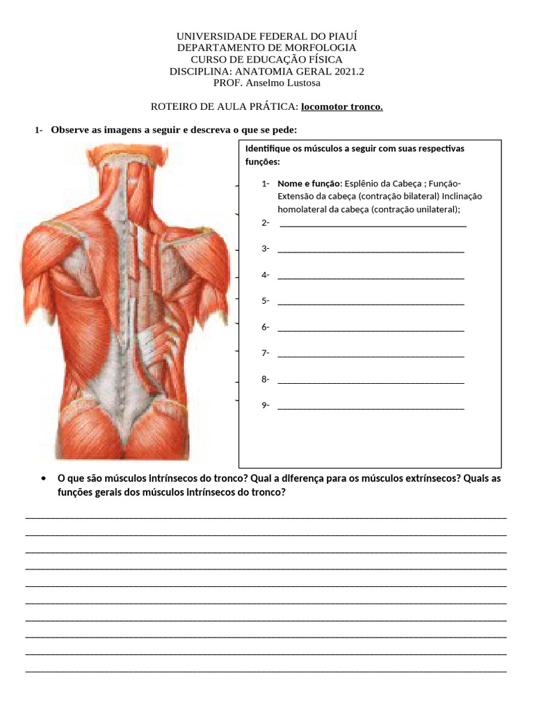 Roteiro Músculo Do Tronco 2021-2-1 | PDF | Músculo | Anatomia