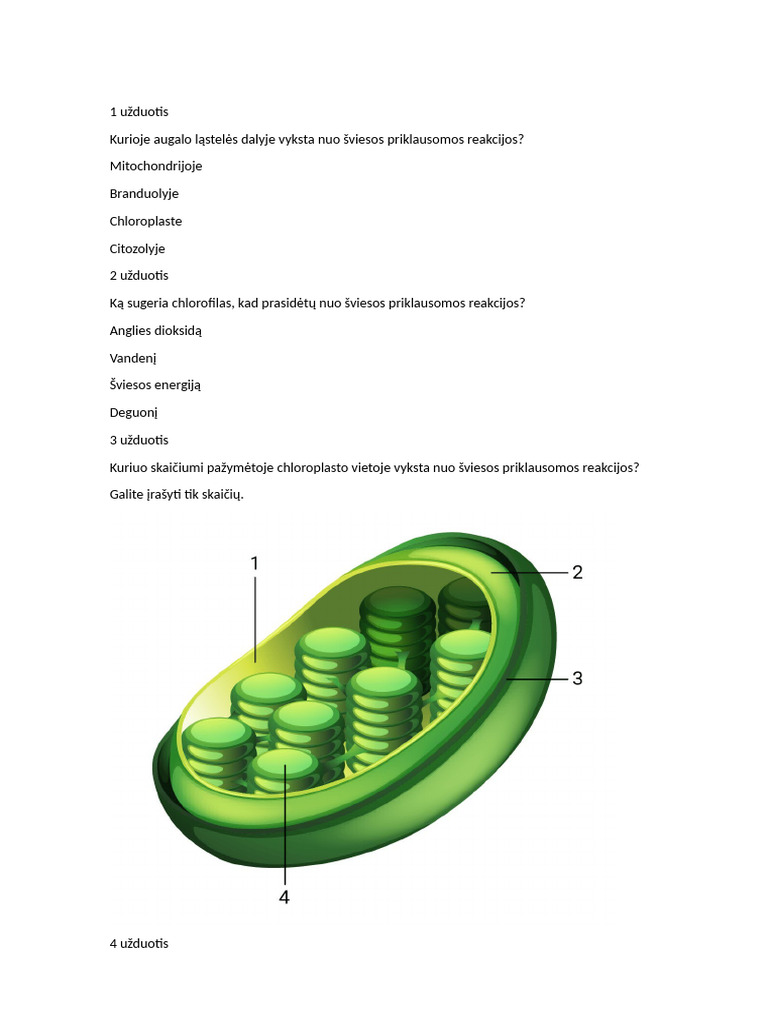 fotosintezes uzduotis | PDF