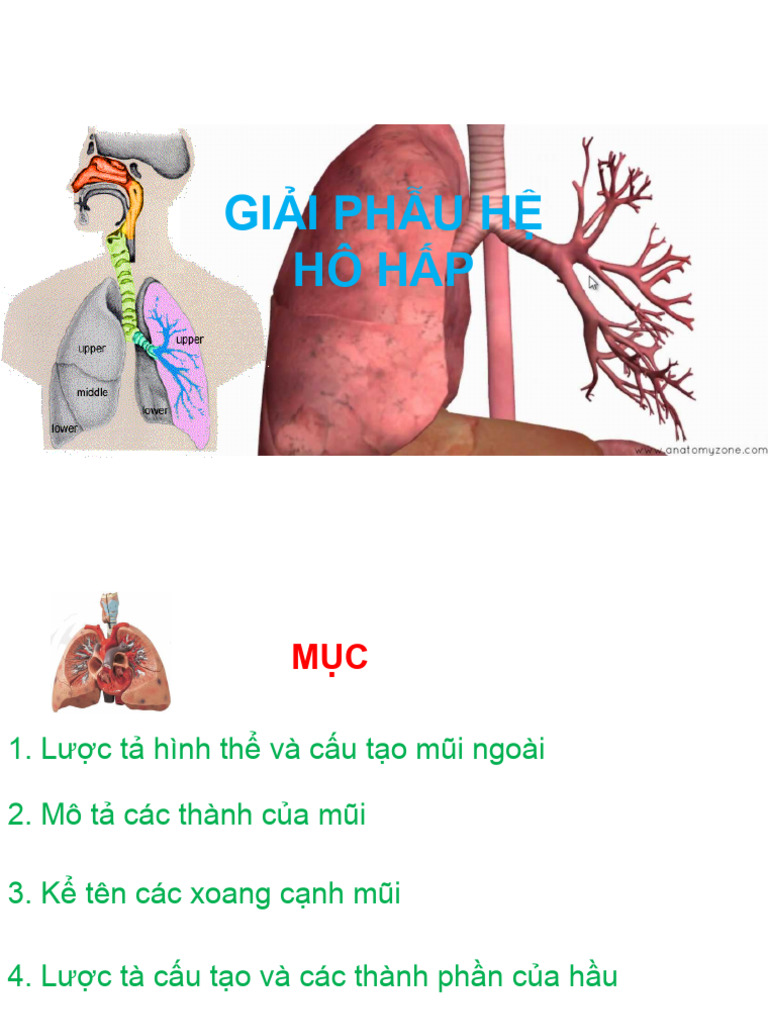 Giai Phau He Ho Hap.pdf | PDF