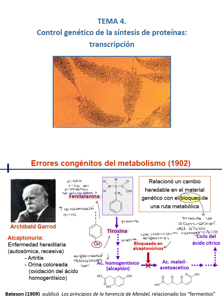Control Genético de la Síntesis de Proteínas | PDF | Rna | Messenger Rna