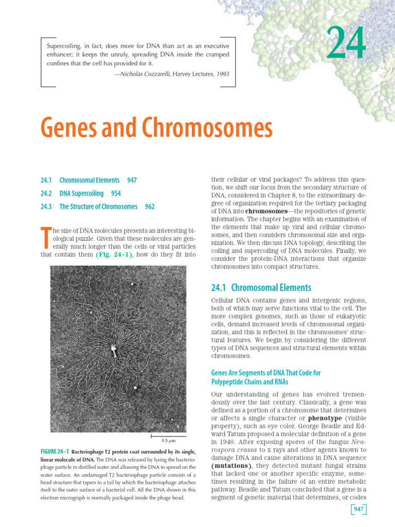 CH 24 Gene and Chromosome 5th Edition | PDF | Gene | Genome