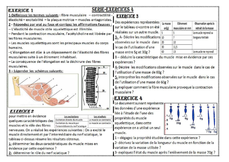 Exercice Systeme Musculaire | PDF