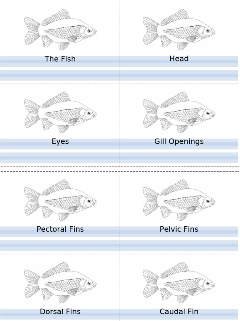 Fish Booklet Thick Blue Line. Sebuah Buku Kecil Untuk Kegiatan Menulis ...