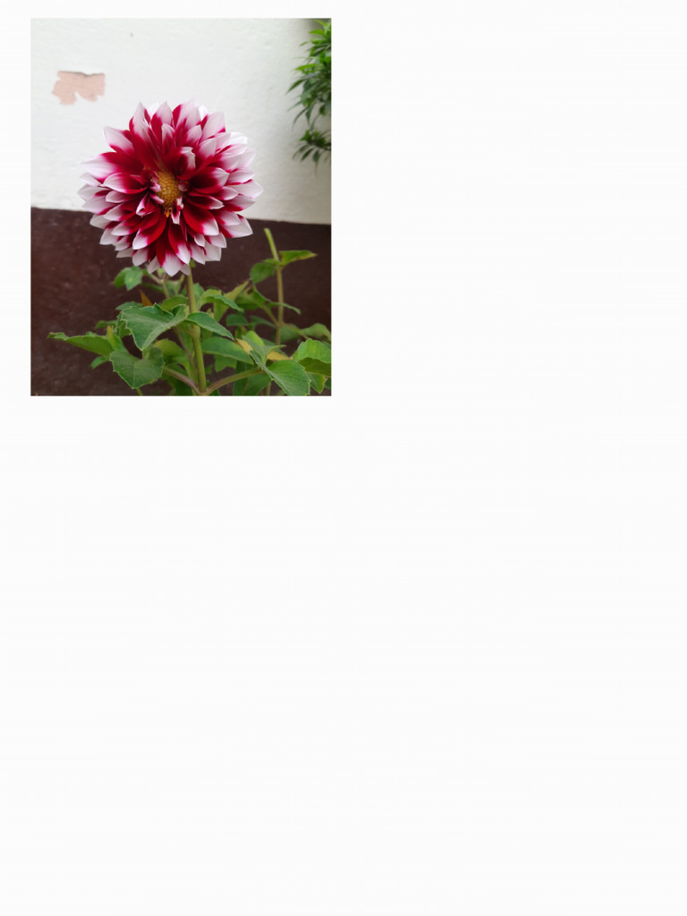 Flower | PDF