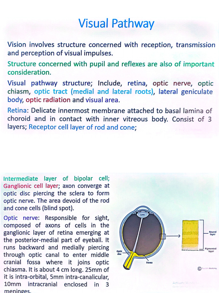 Visual Pathways | PDF