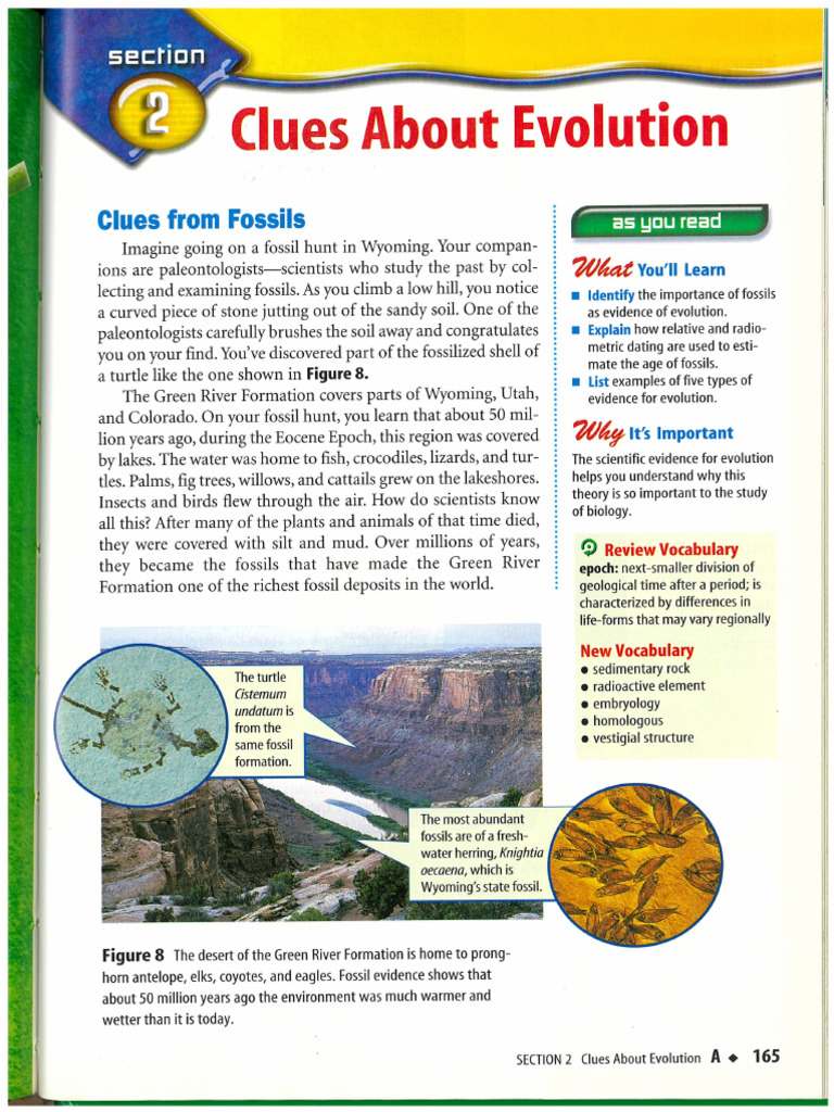 Section 6.2 Book A - Clues About Evolution | PDF | Fossil | Rock (Geology)